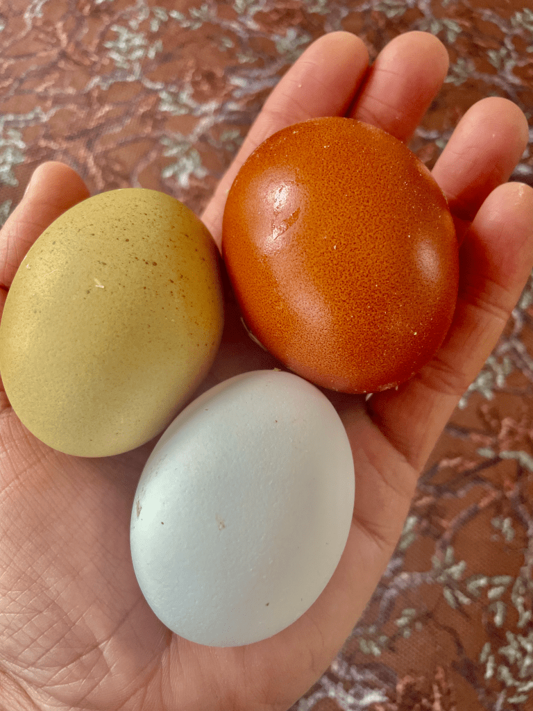 Cleaning Farm-Fresh Eggs: A Guide for Egg Enthusiasts! - Rime Farm ...